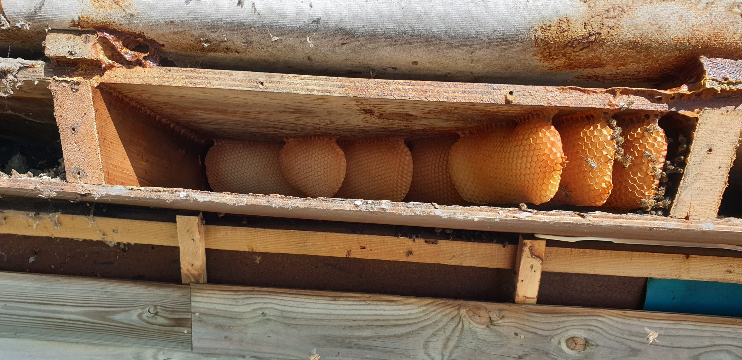 Bee Removal in Devon & Cornwall • Amicus